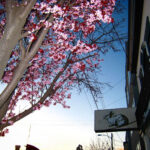 Rowan Morrison Books – Papergoods, Art, Design